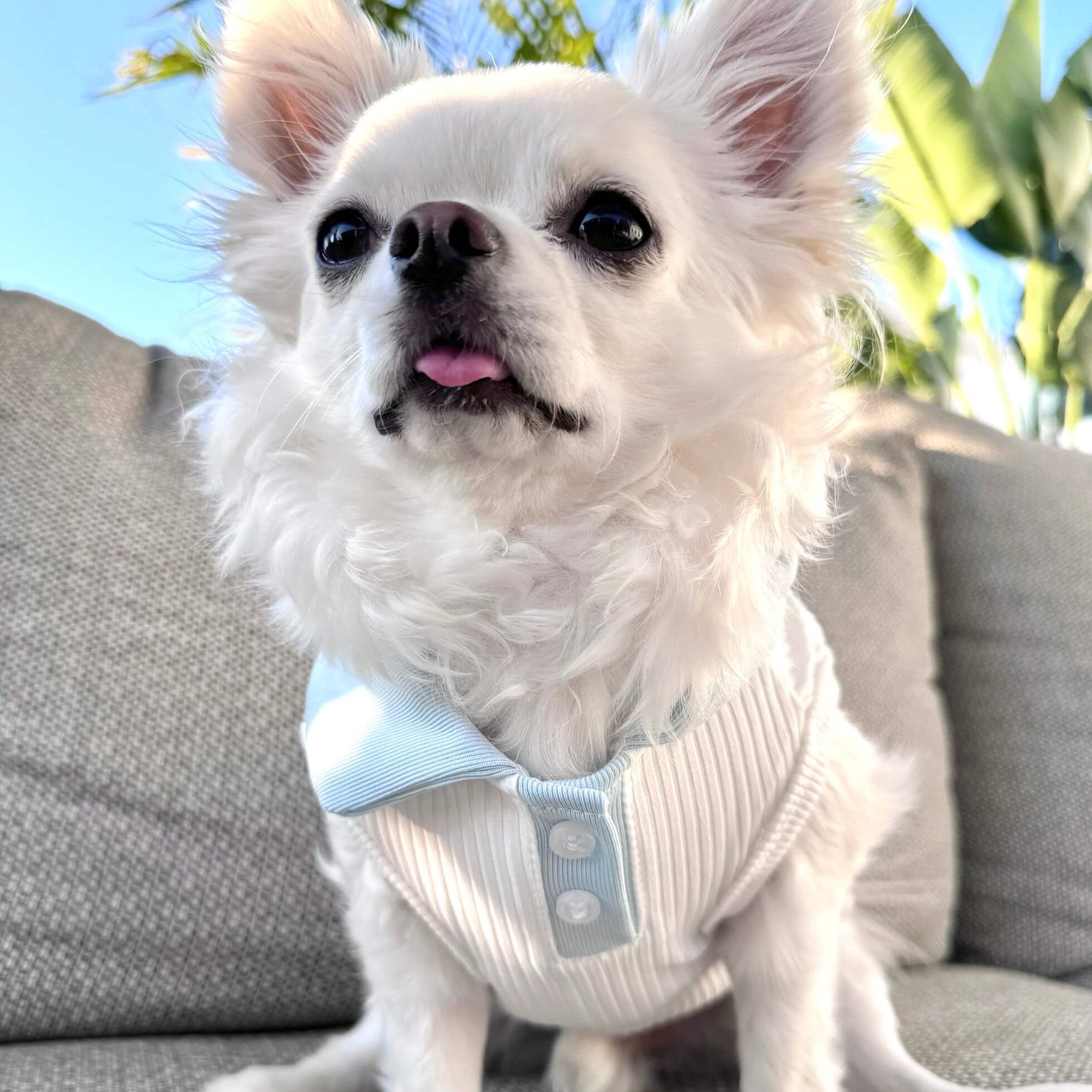 Cammy Polo Singlet – tinypawcouture