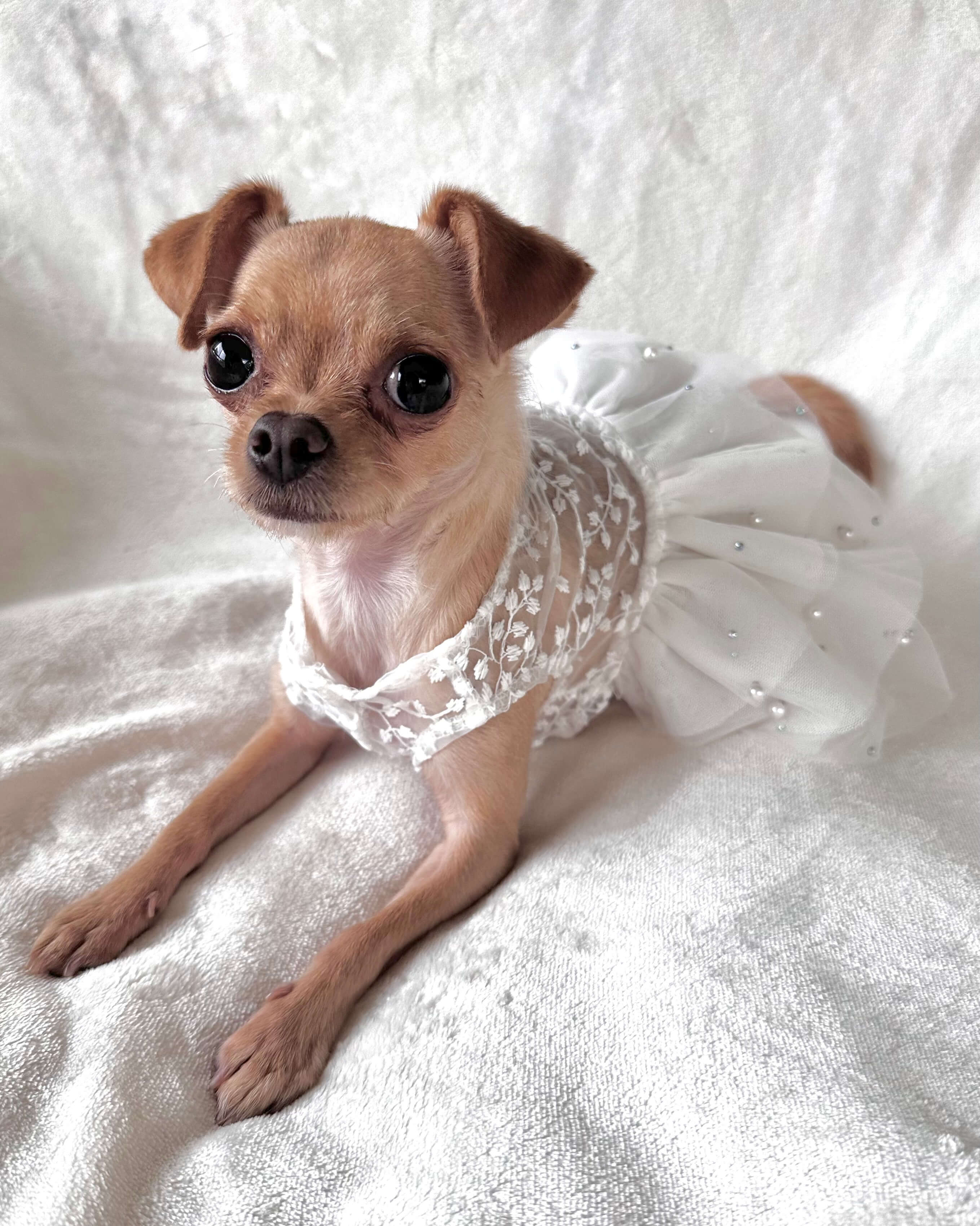 Evie White Dress – tinypawcouture
